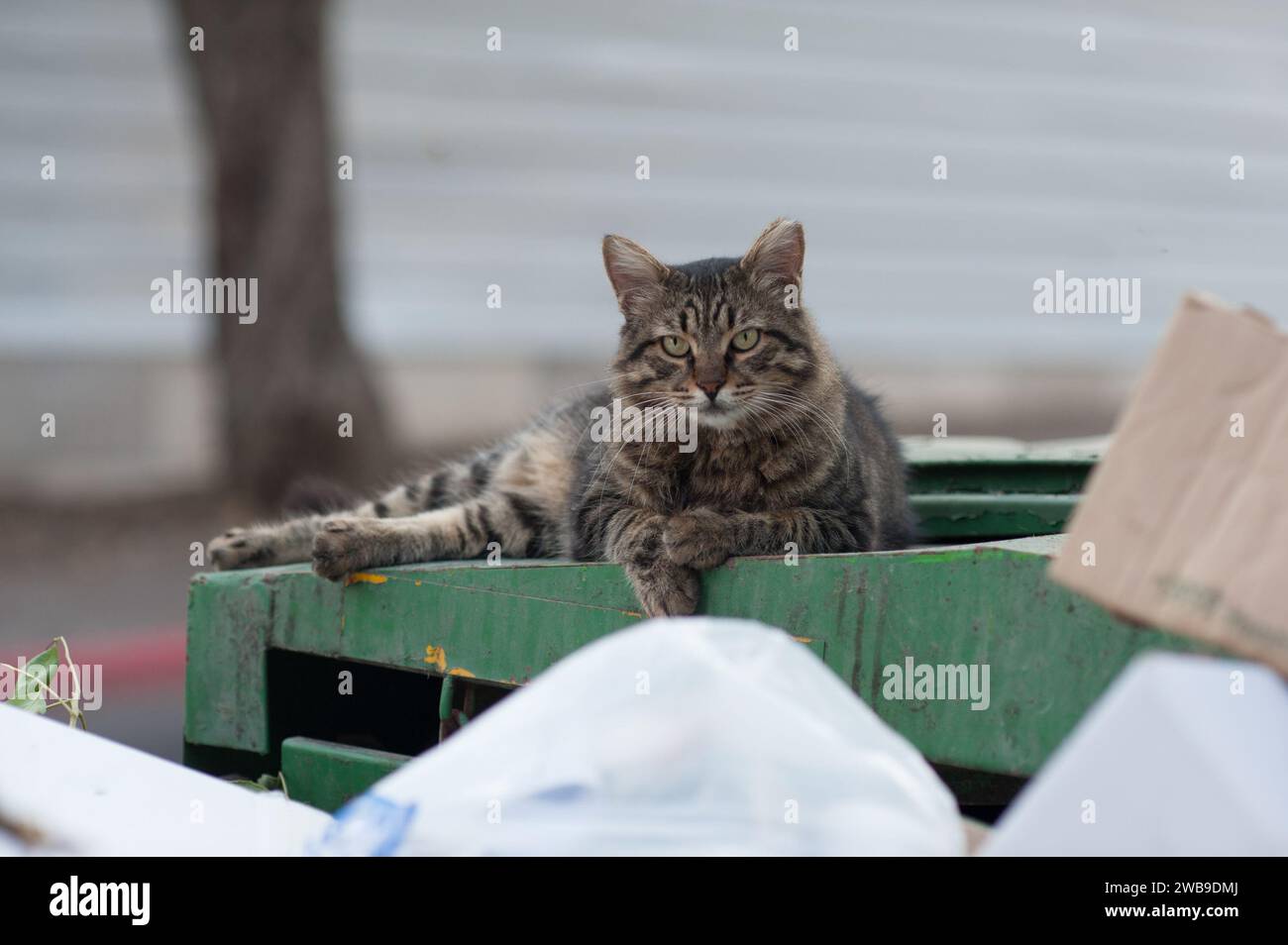 Grey and white adult, feral, tiger stripe Jerusalem street cat sitting ...