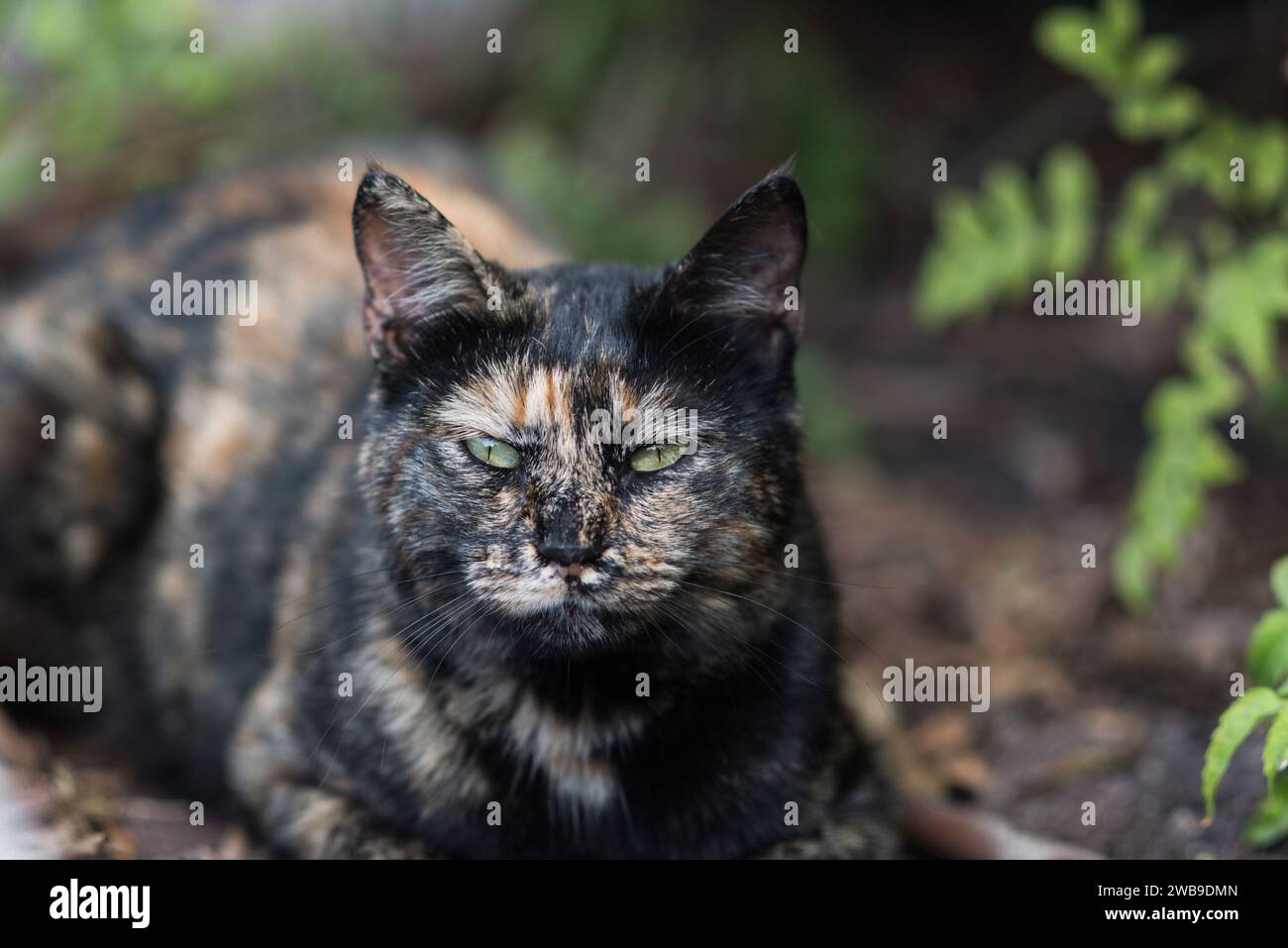 Calico on her bed hi-res stock photography and images - Alamy