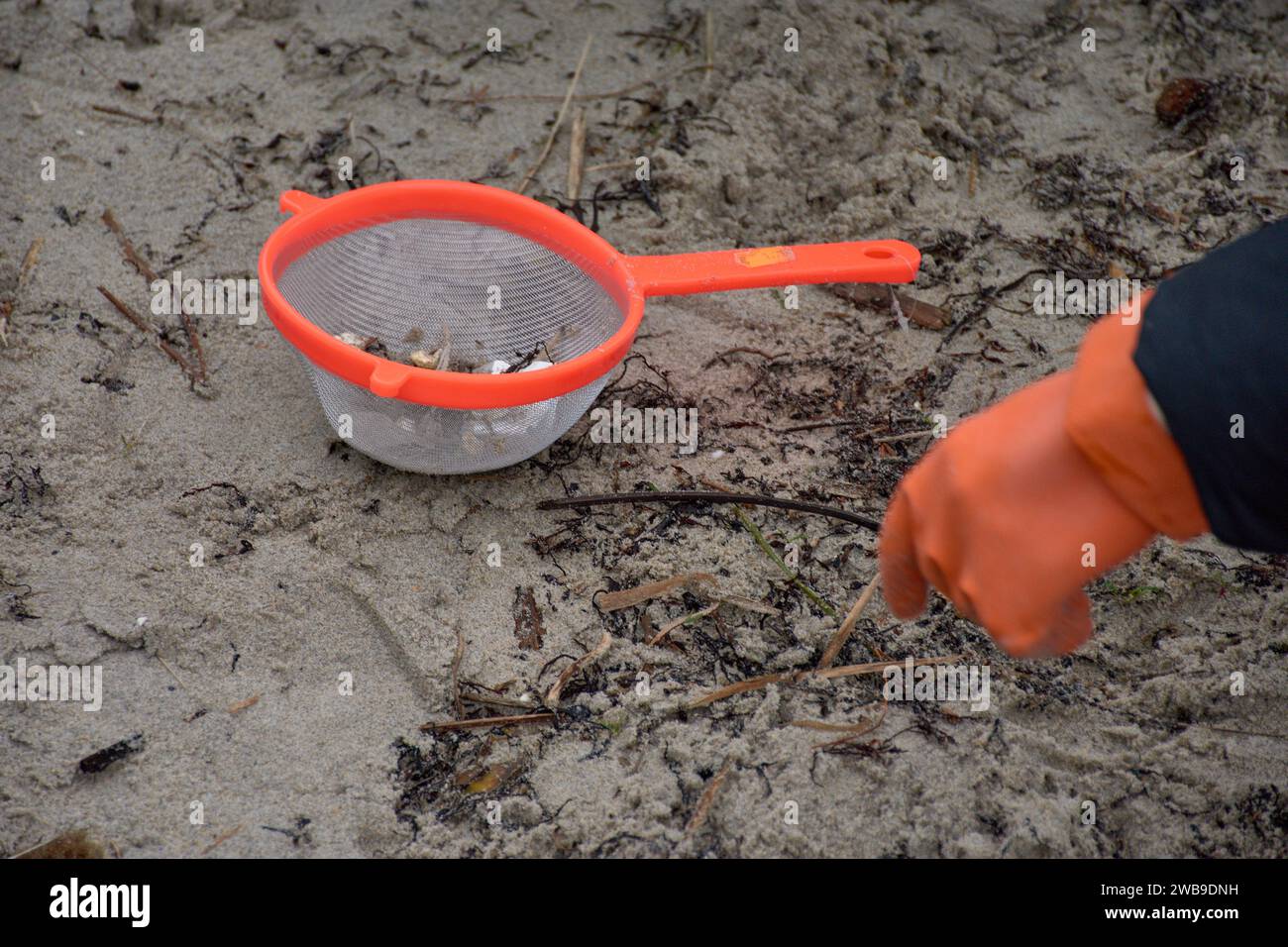 The volunteers to collect the pellets on the beaches of Galicia use ...
