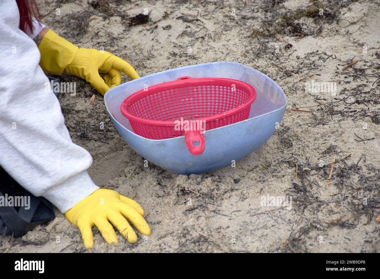 The volunteers to collect the pellets on the beaches of Galicia use ...