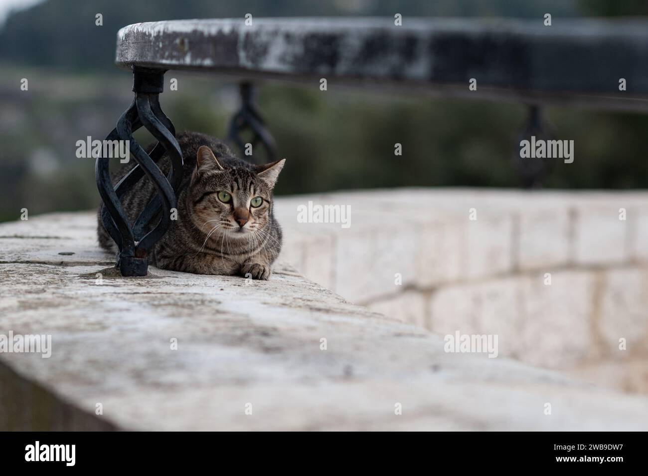 Grey, black and white tiger stripe cat tucked under a black, metal ...