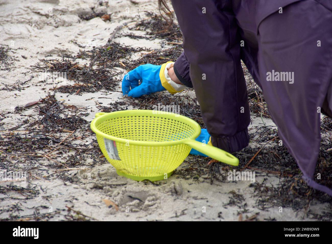 The volunteers to collect the pellets on the beaches of Galicia use ...