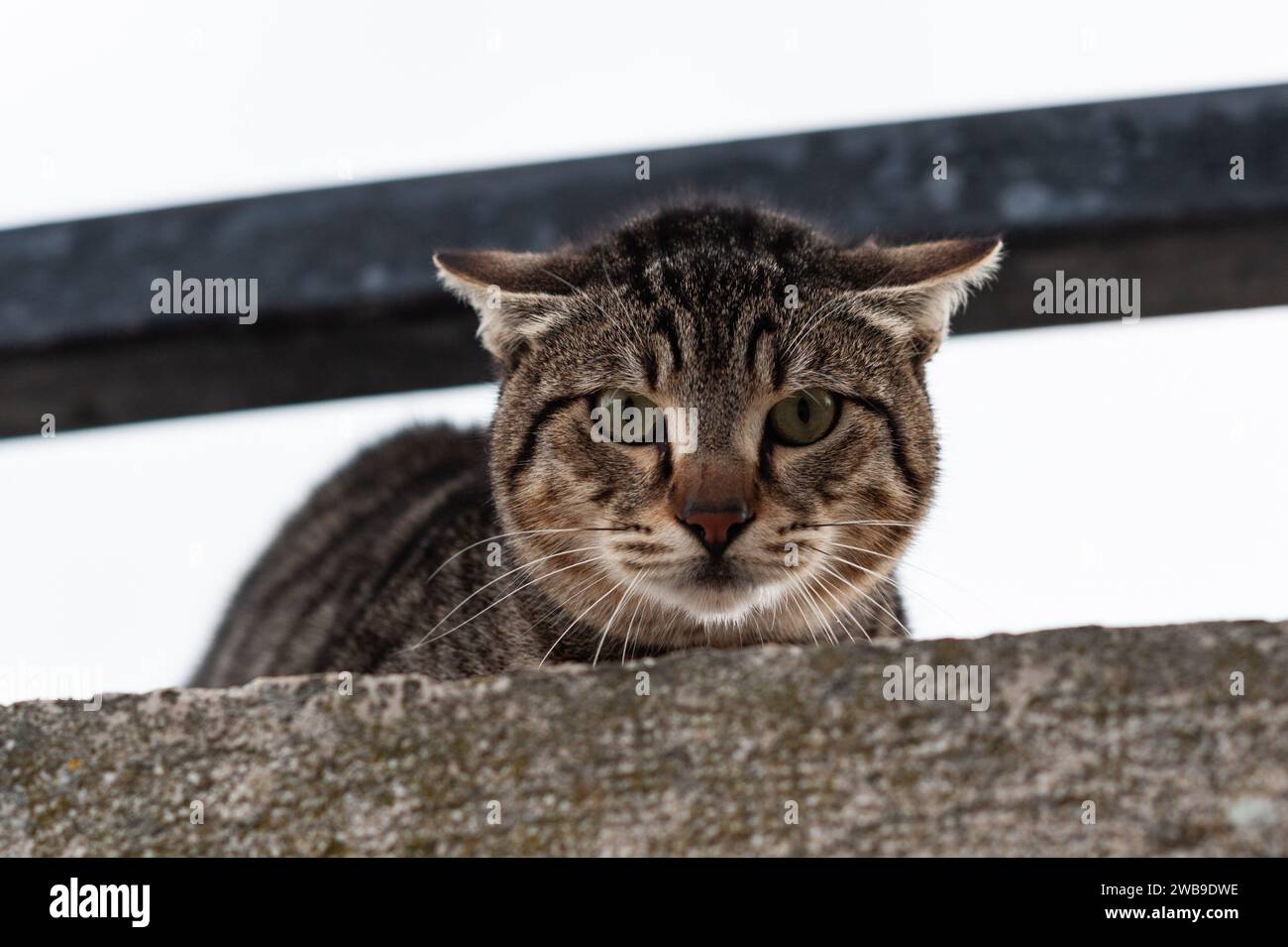Closeup, frontal view of a grey and black, tiger stripe cat in ...