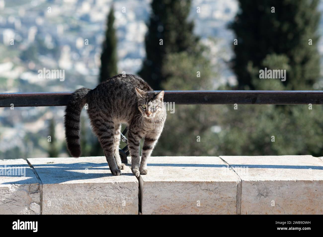A lone, isolated, feral street cat arches its back and enlargens its ...
