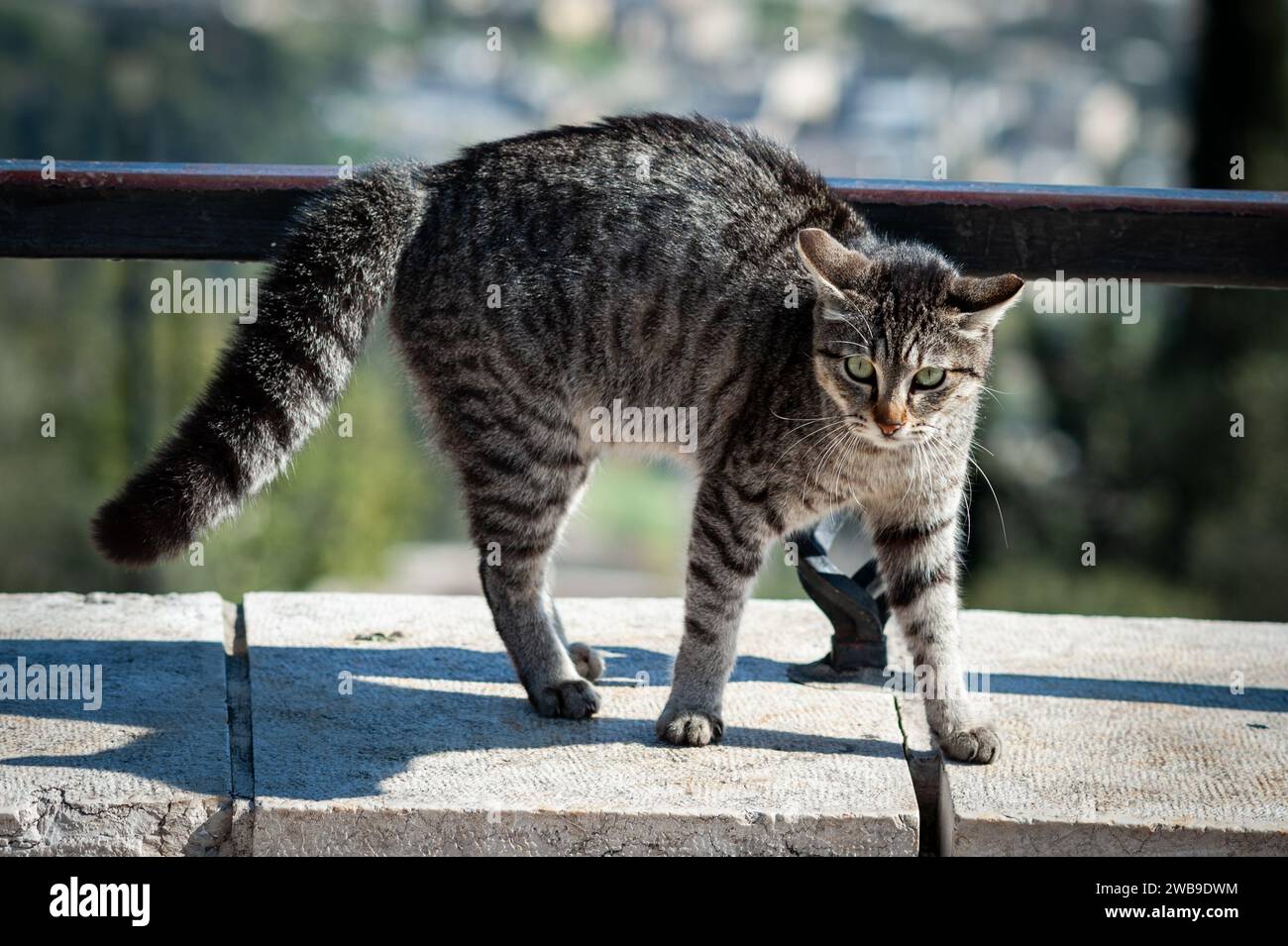 Defense mechanism hi-res stock photography and images - Alamy