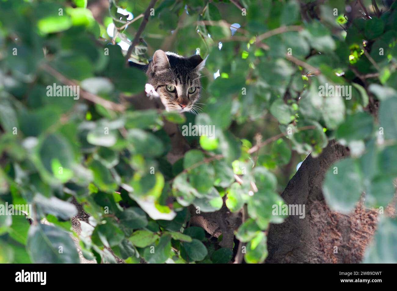 The head of an adult, tiger stripe feral cat with large, green eyes ...