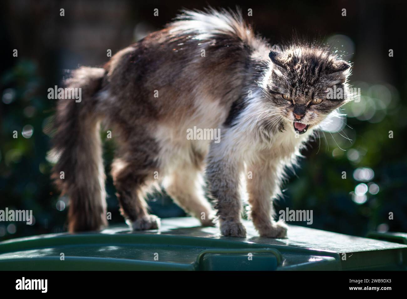 A young, mangy, dirty, grey and white feral street cat arching its back ...