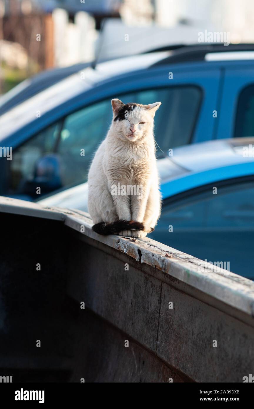 A sleepy, dirty, white, feral street cat sitting upright in the ...