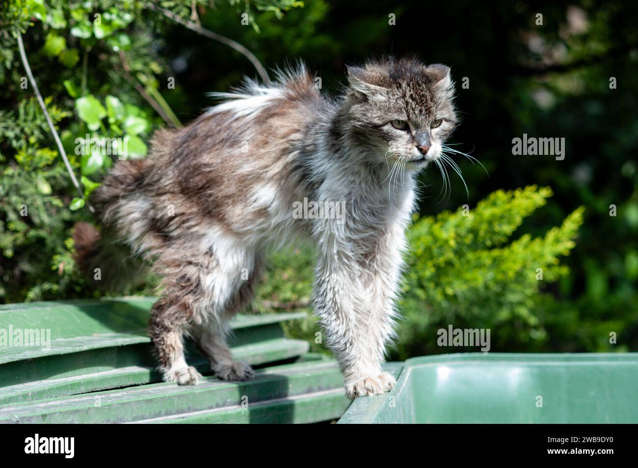 A mangy, dirty, grey and white feral street cat arching its back as a ...