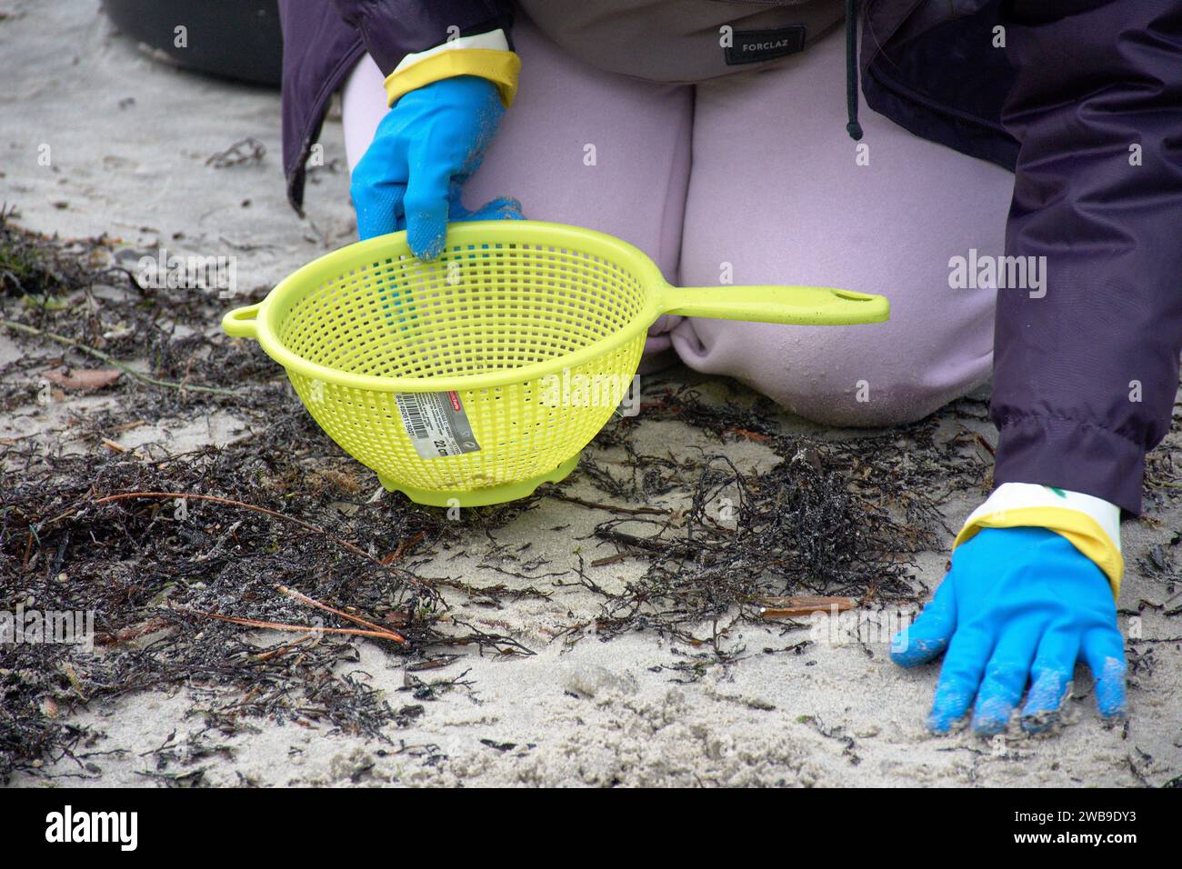 The volunteers to collect the pellets on the beaches of Galicia use ...