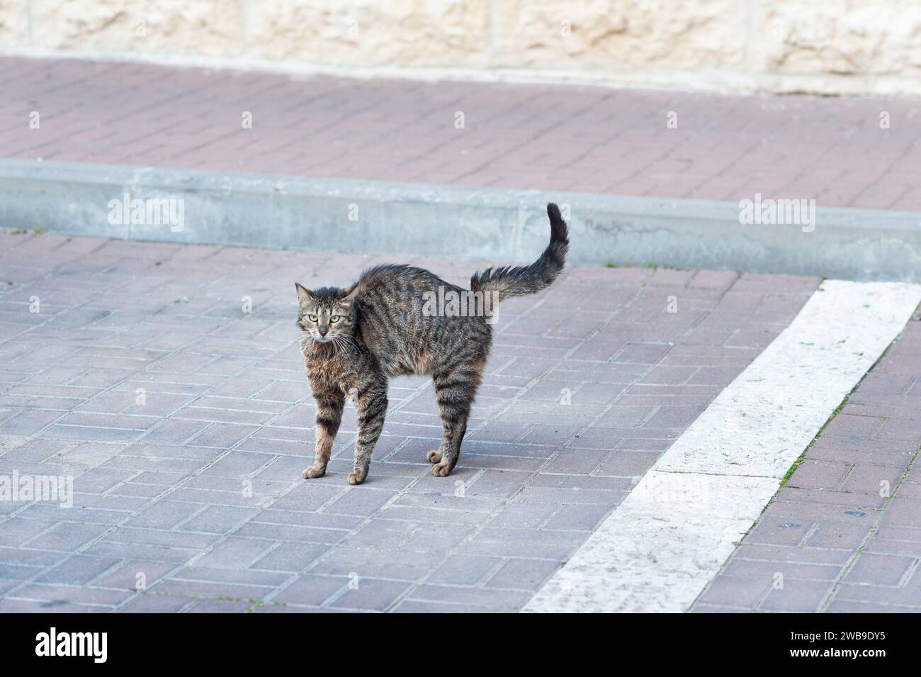A feral, stray, street cat arches its back and fluffs its tail in fear ...