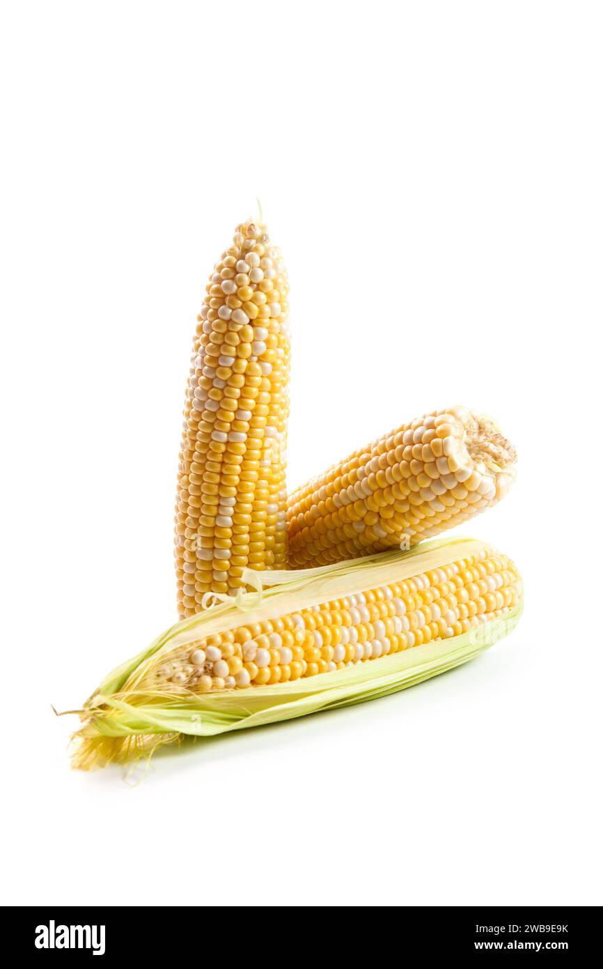 Several ears of ripe corn with soft shadow isolated on white background ...