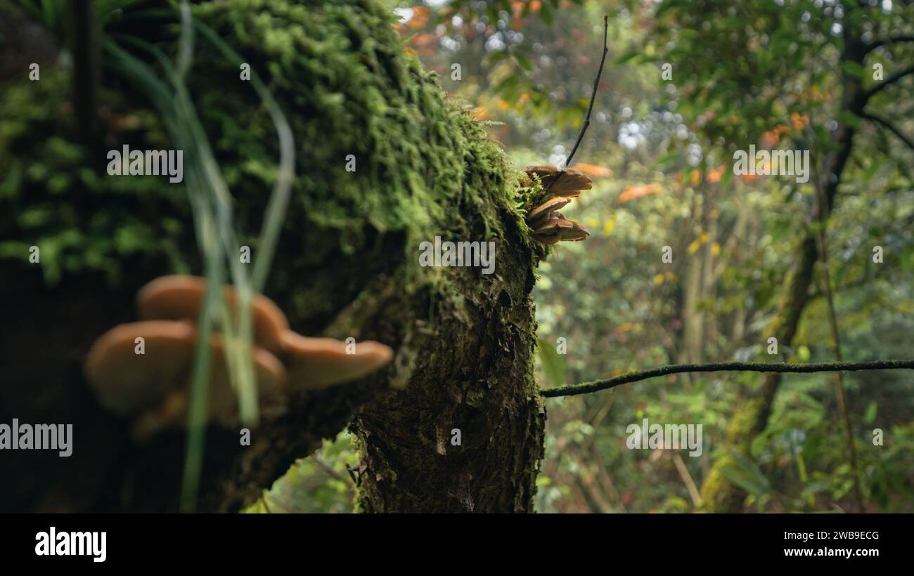 A close-up view of a forest featuring various mossy tree trunks with ...