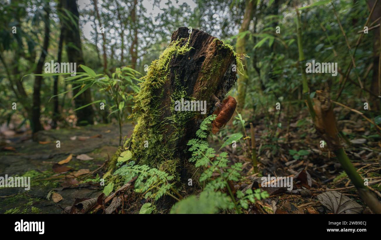 A moss-covered tree stump in a wooded area, surrounded by vibrant ...