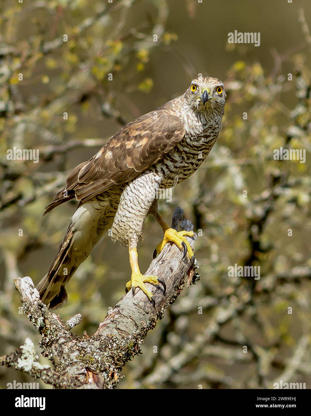 Percherd goshawk hi-res stock photography and images - Alamy