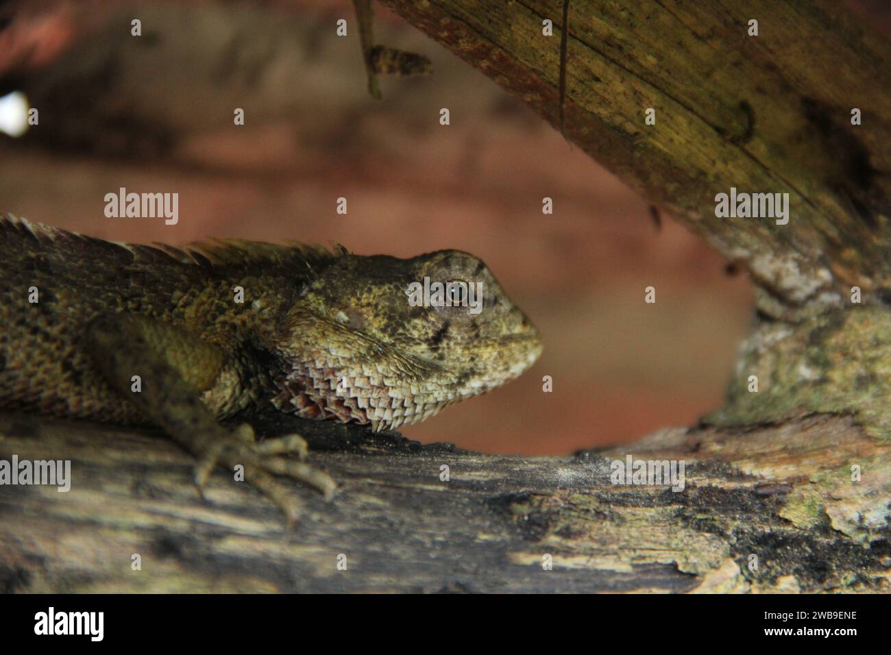 Forest lizard art hi-res stock photography and images - Alamy