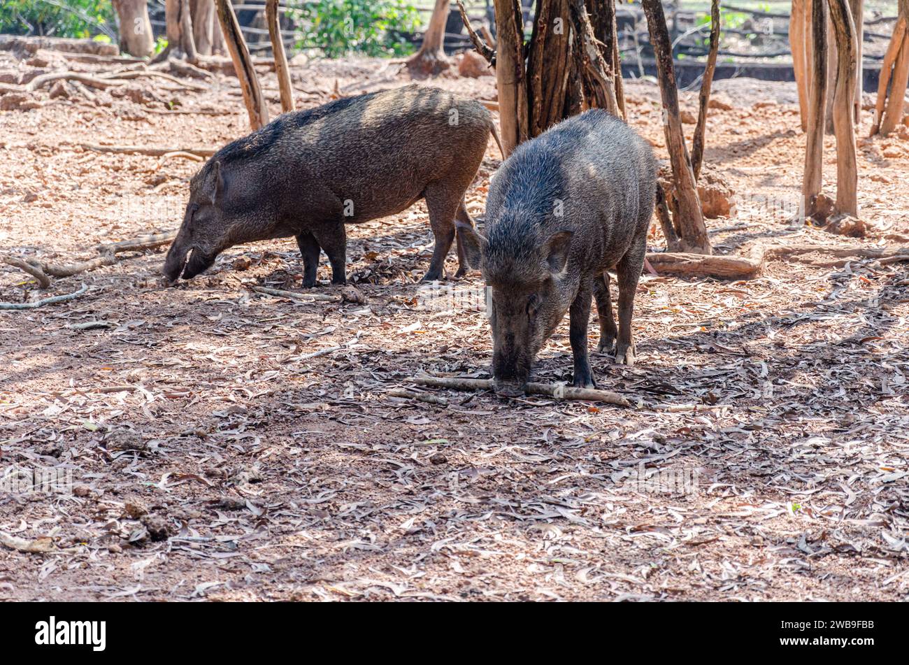 Zoo wild hog piglet hi-res stock photography and images - Alamy