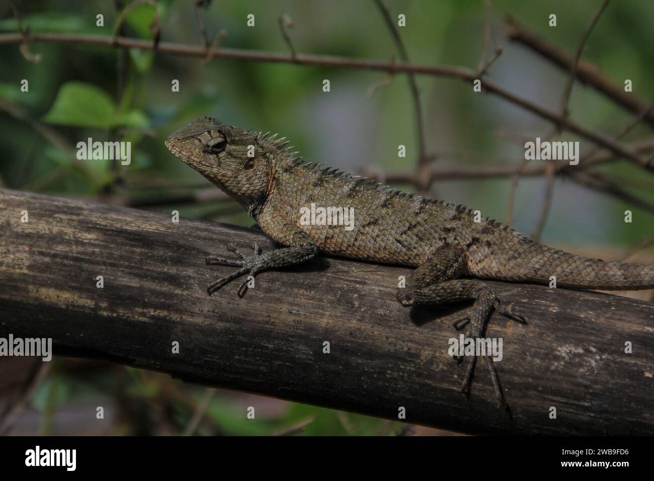 Cocanet hi-res stock photography and images - Alamy