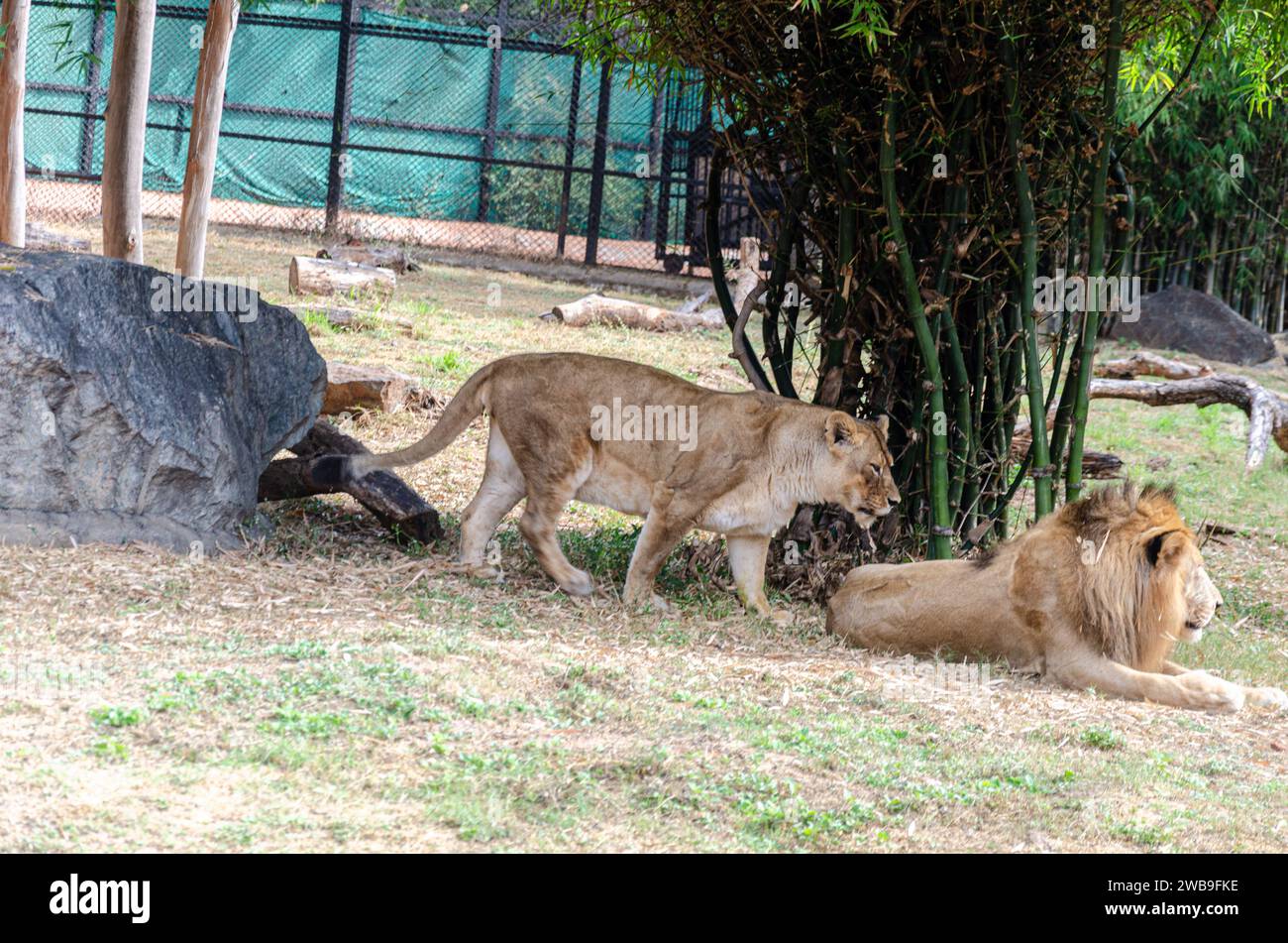 A pair of lions in a zoo Stock Photo - Alamy