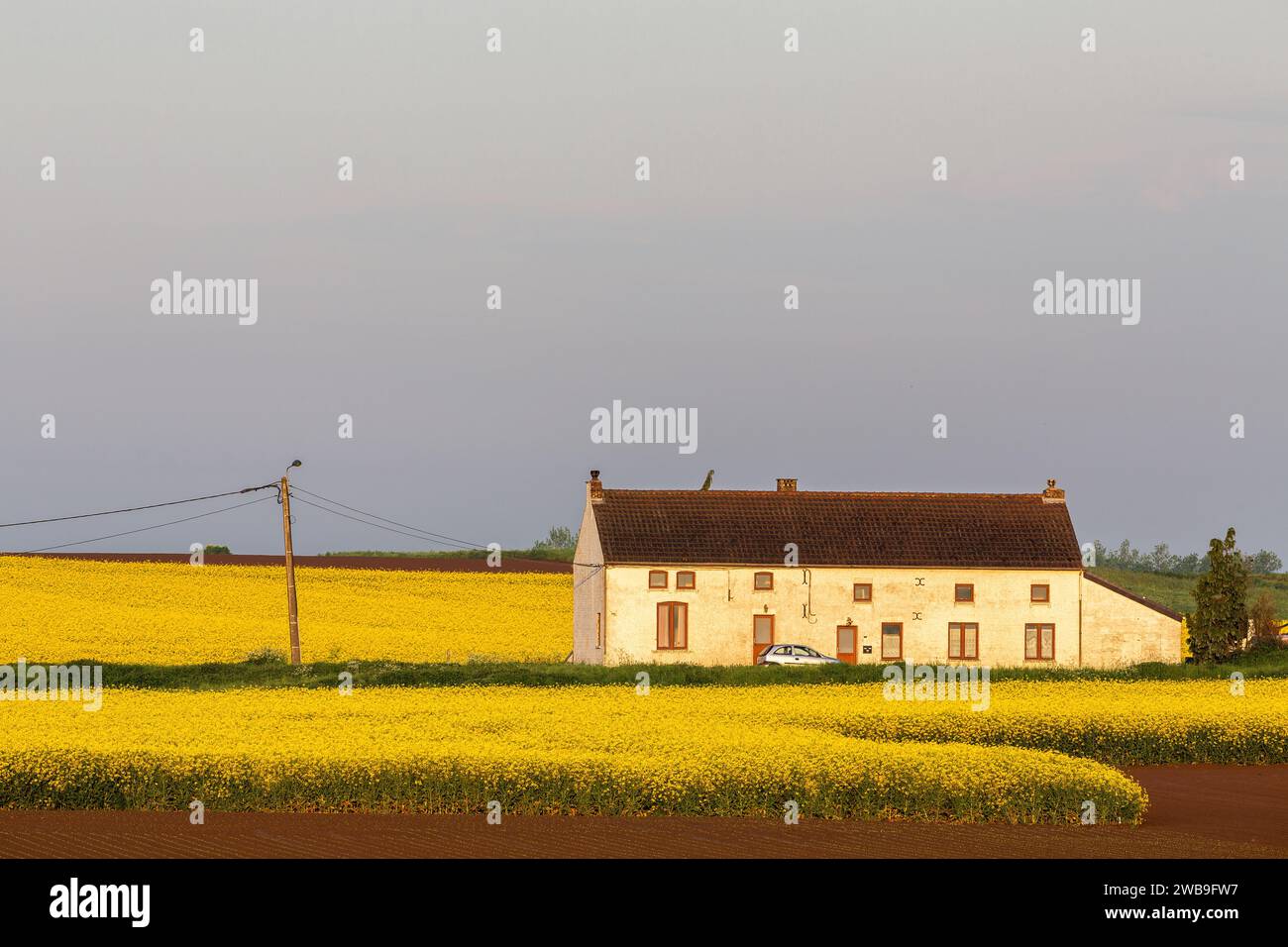 Isolated house surrounded by flowering rapeseed fields Stock Photo - Alamy