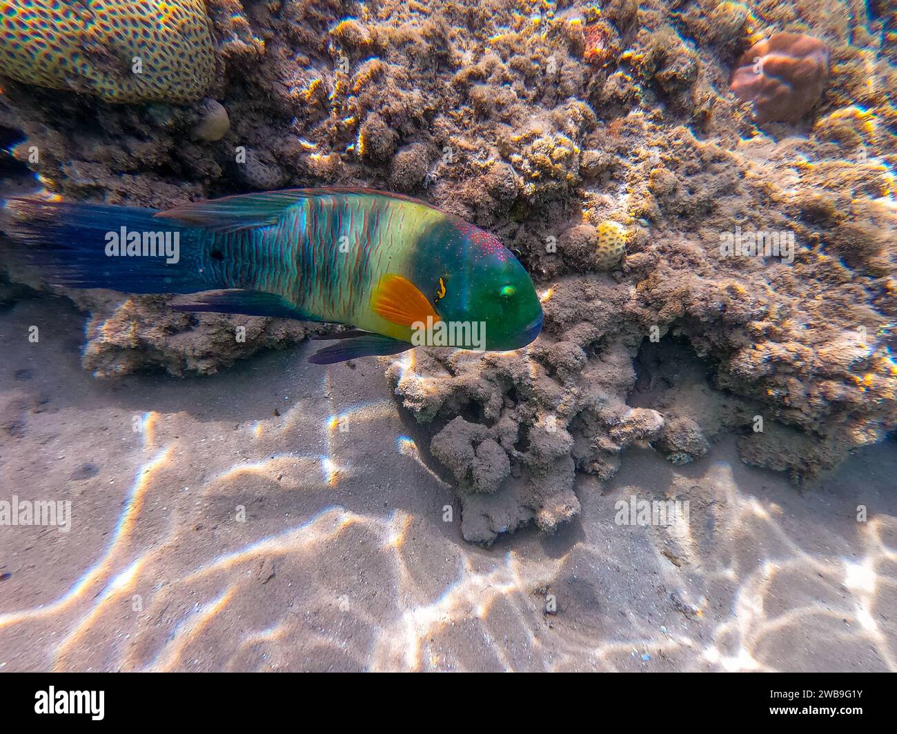 Close up view of tropical big broomtail wrasse known as Cheilinus ...