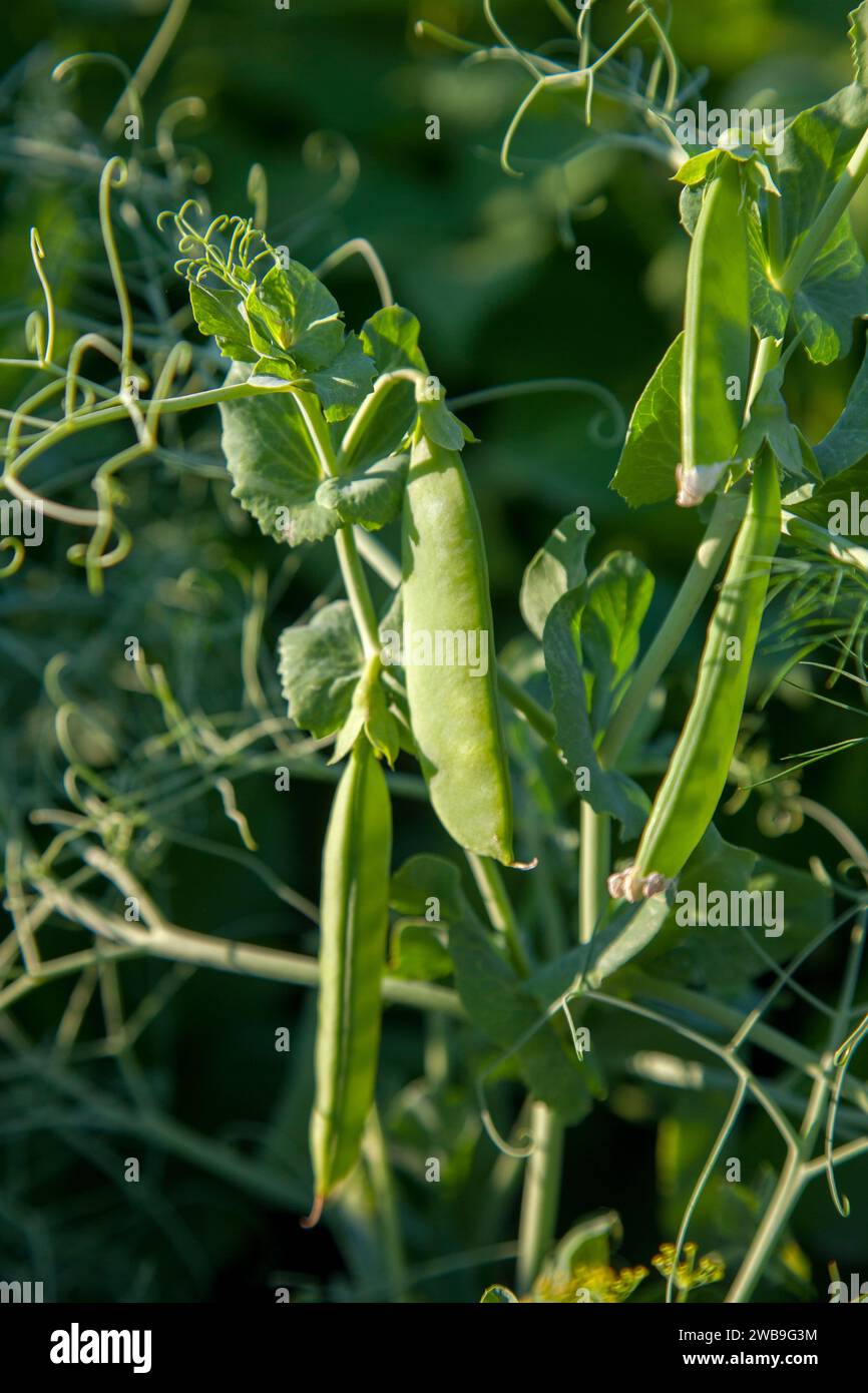 Bright green peas pods on a pea plant grow in the garden. Growing peas ...