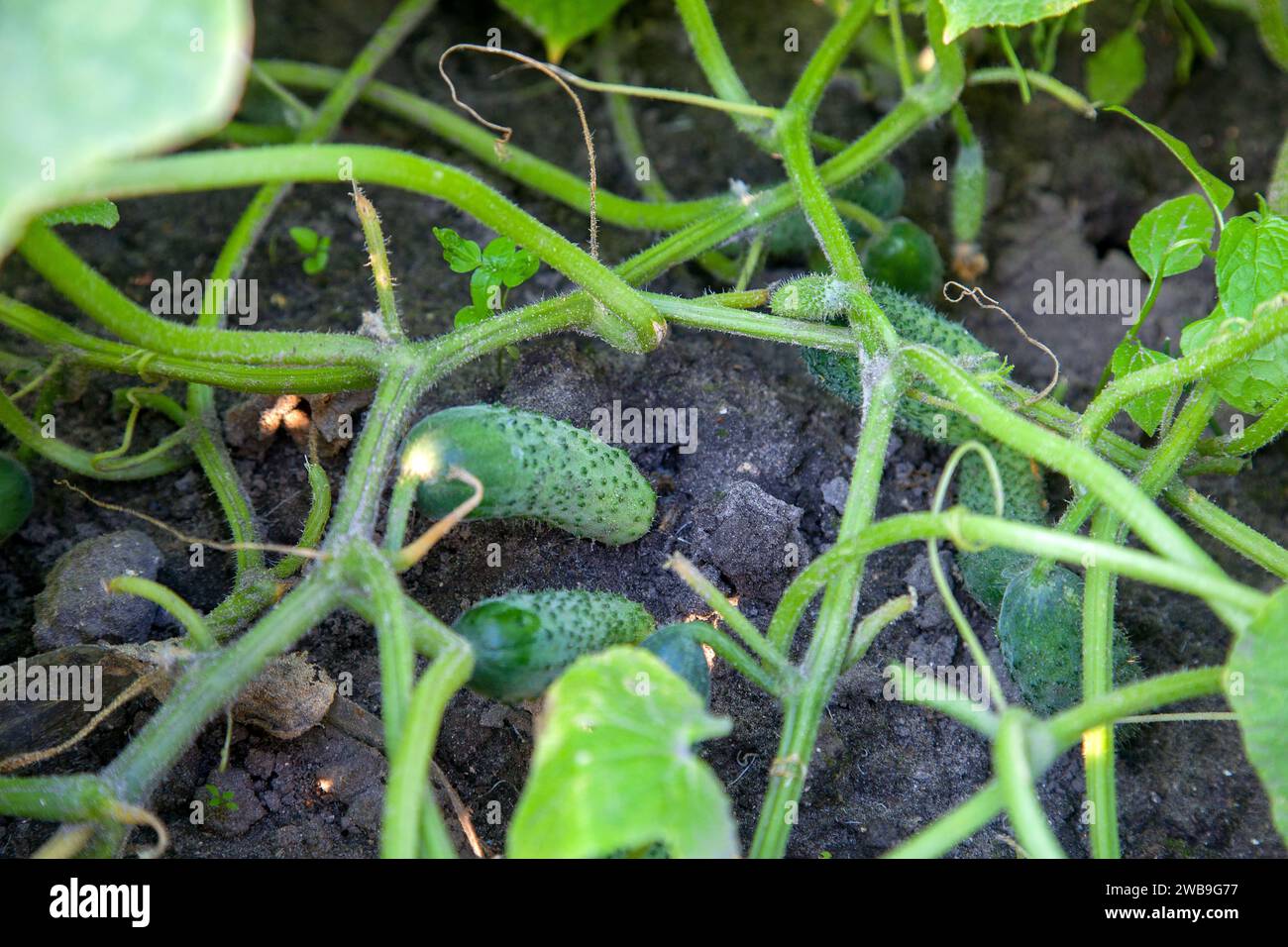 The bed of cucumbers in the open air. Young fresh cucumbers growing on ...
