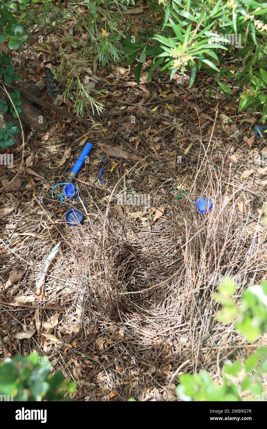 Bowerbird nest hi-res stock photography and images - Alamy