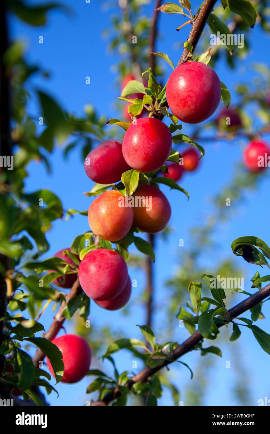 Mirabelle plum, also known as mirabelle prune or cherry plum, is a ...