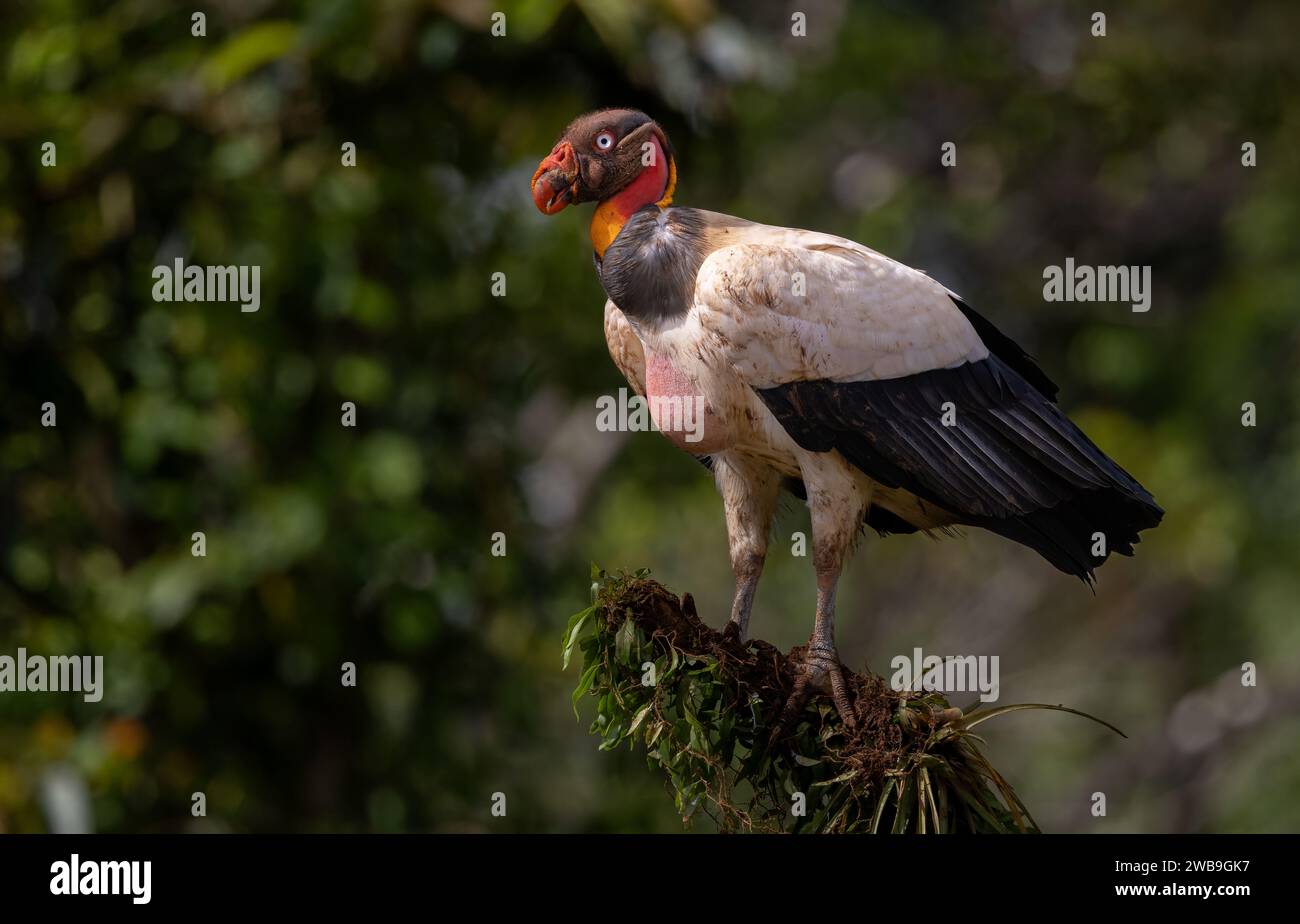 King vulture in Costa Rica Stock Photo - Alamy