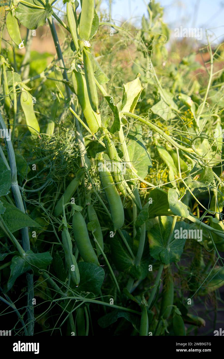 Bright green peas pods on a pea plant grow in the garden. Growing peas ...