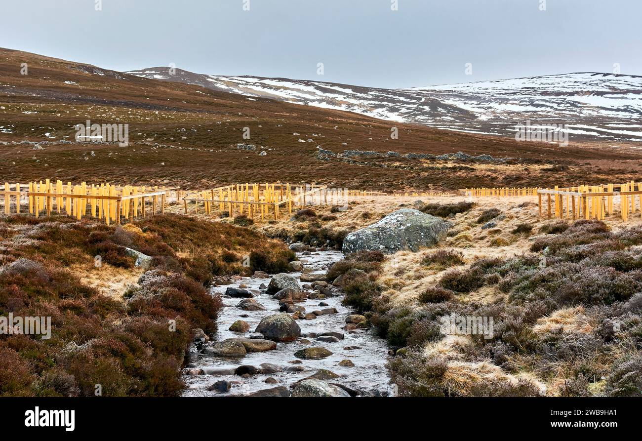 Balmoral Estates Glen Muick in winter rewilding a small stream with ...