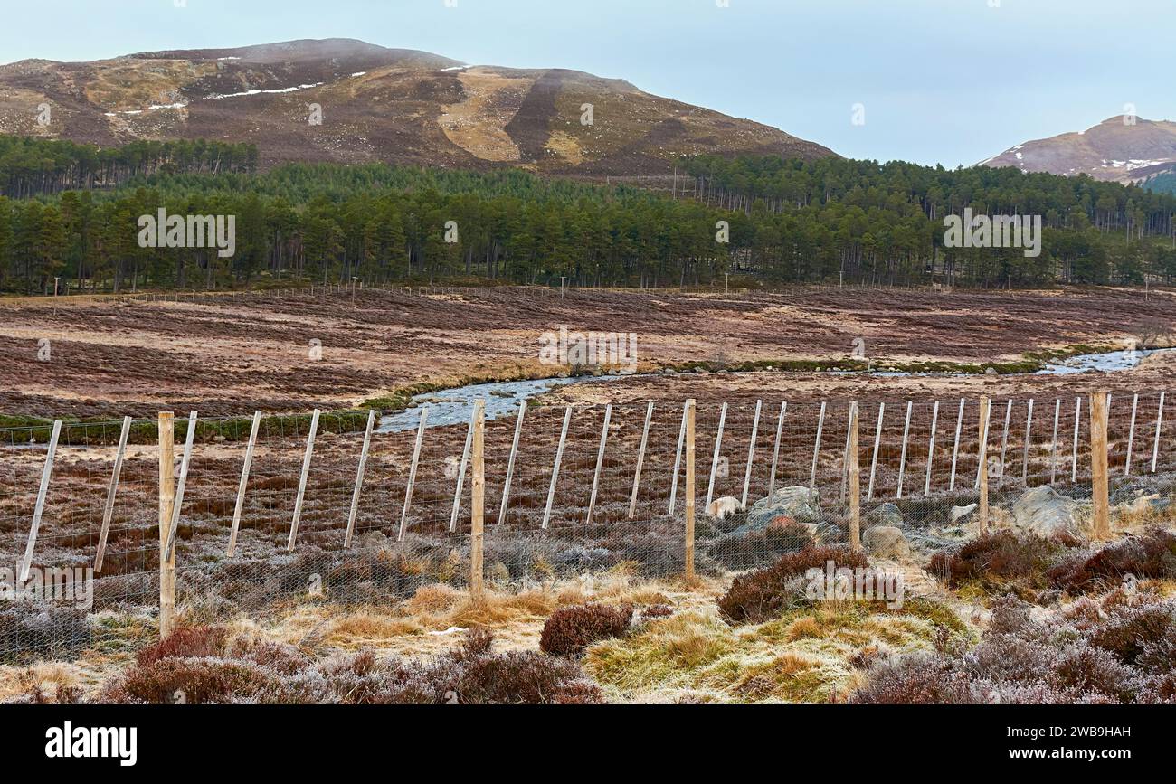 Balmoral Estates Glen Muick in winter rewilding with extensive fencing ...