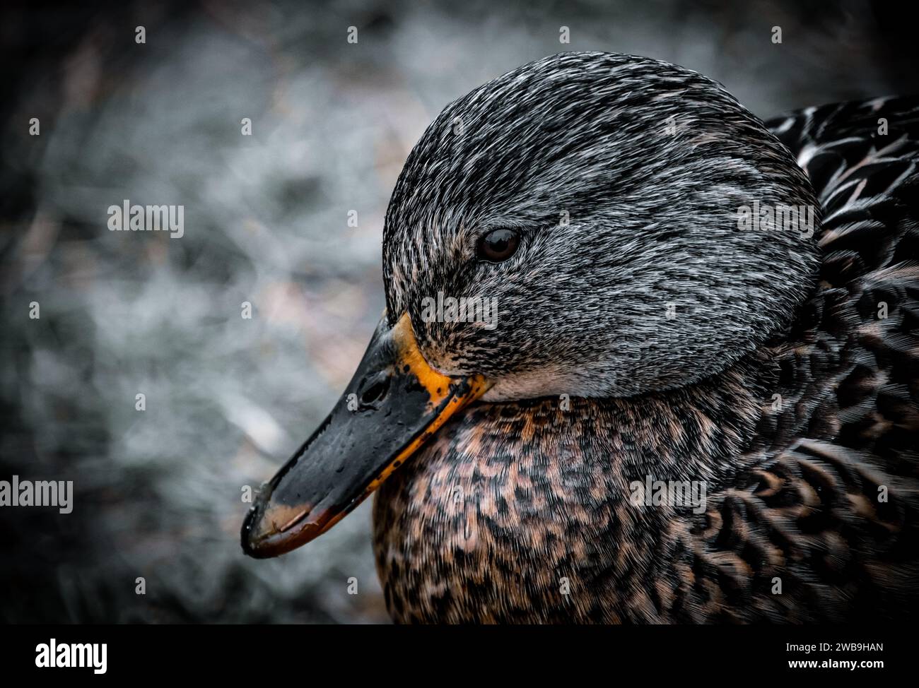 Part of body with head of duck hi-res stock photography and images - Alamy