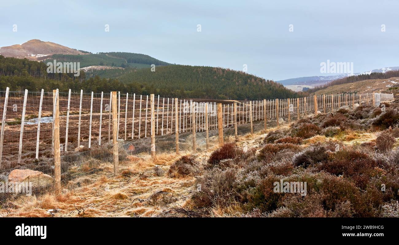 Balmoral Estates Glen Muick in winter rewilding with extensive fencing ...