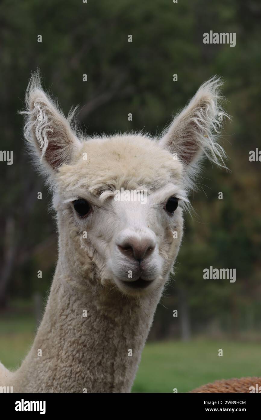 Close up shot alpacas hi-res stock photography and images - Alamy
