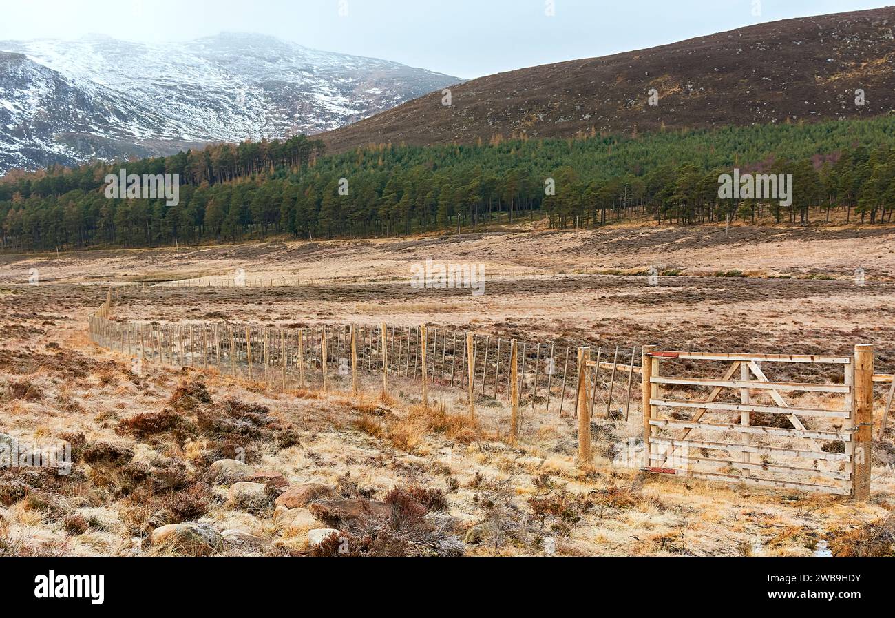 Balmoral Estates Glen Muick in winter rewilding with extensive fencing ...