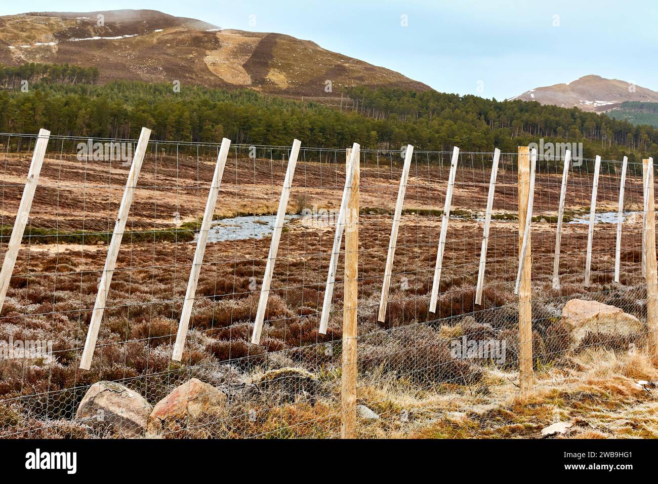Deer fence rewilding hi-res stock photography and images - Alamy
