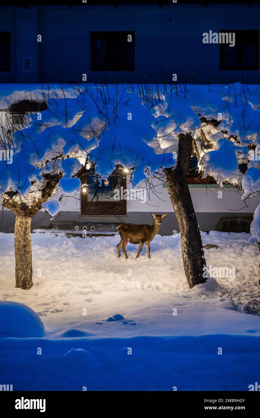 Unexpected encounters in the night. Tarvisio forest and Camporosso in ...