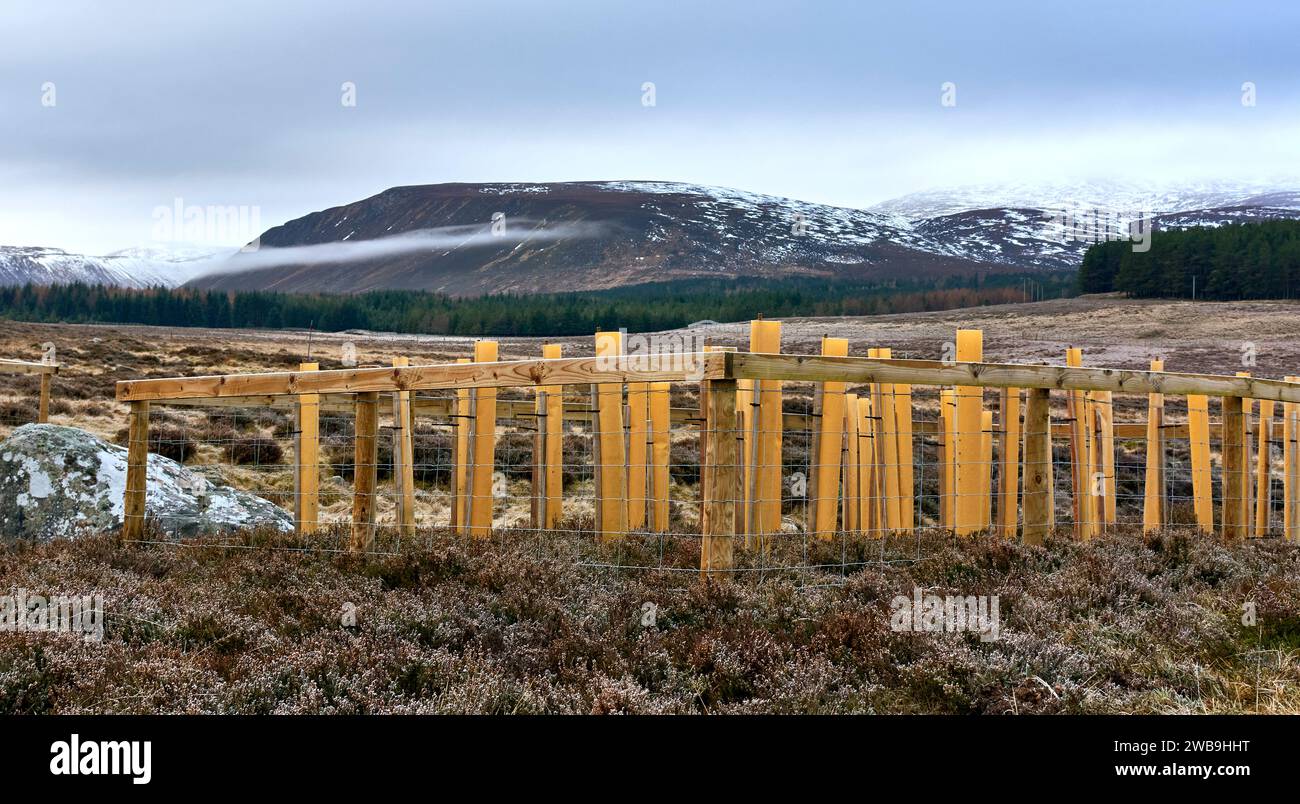 Balmoral Estates in winter rewilding a small stream with fenced trees ...