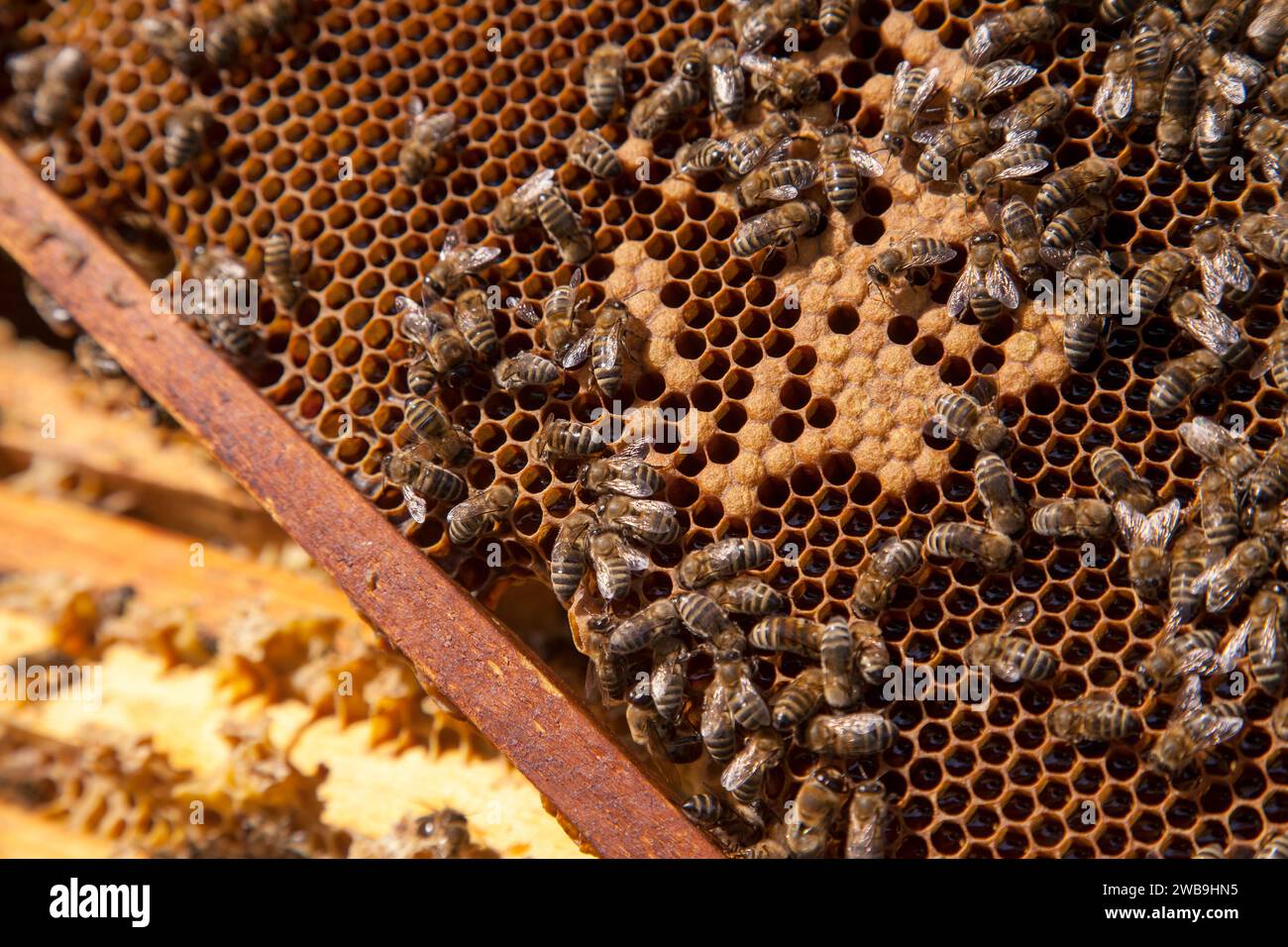 Frames of a beehive. Busy bees inside the hive with open and sealed ...