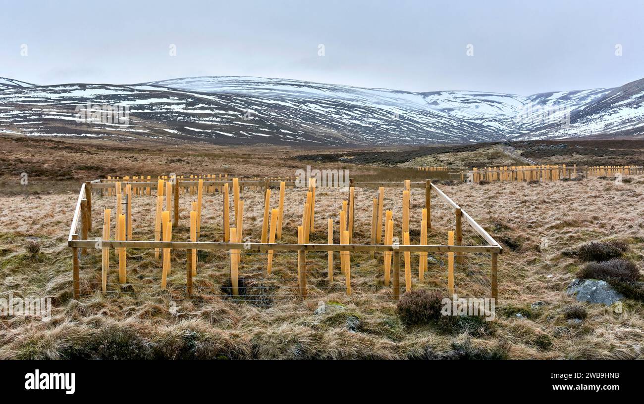 Balmoral Estates in winter rewilding a small stream with many fenced ...