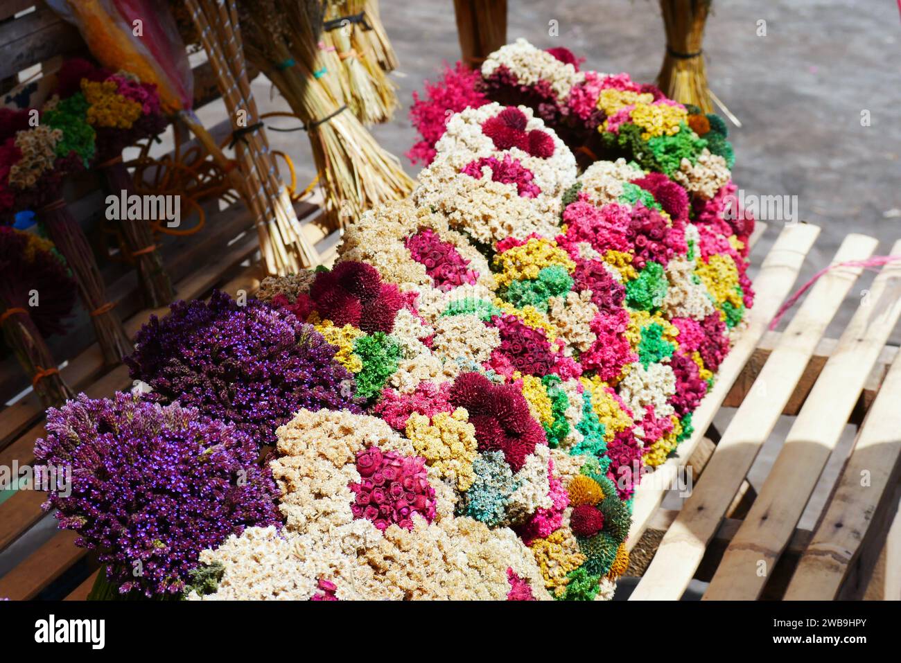 The beautiful Anaphalis javanica or known as the Javanese Edelweiss ...