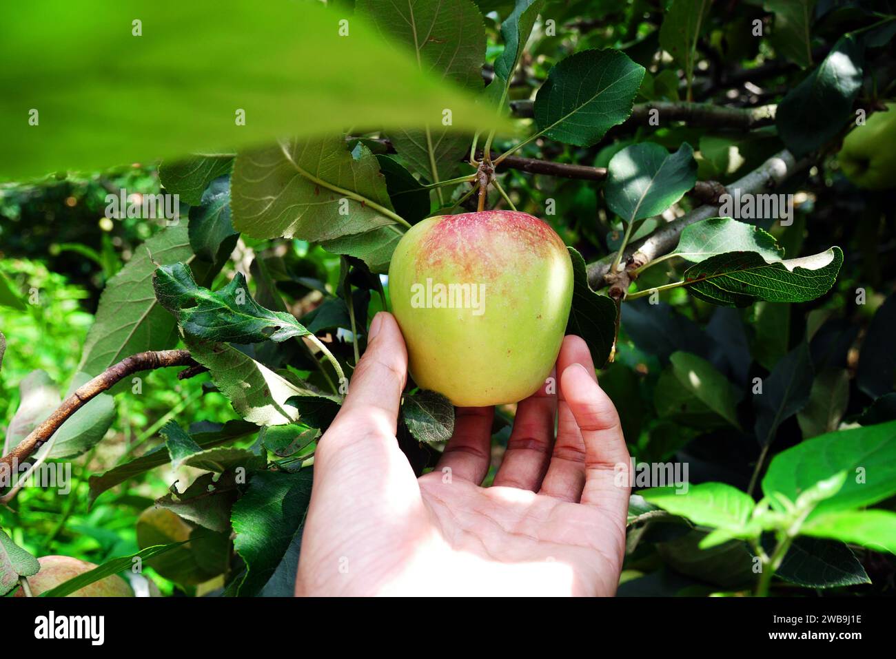 Farmer checking organic apples hanging on tree branch in apple orchard ...