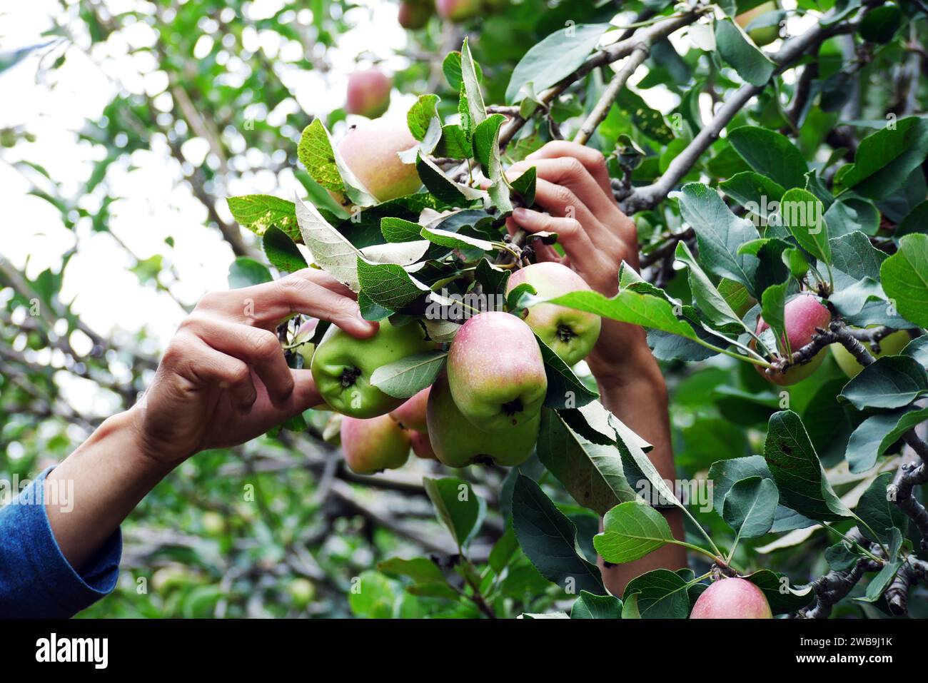 Farmer checking organic apples hanging on tree branch in apple orchard ...
