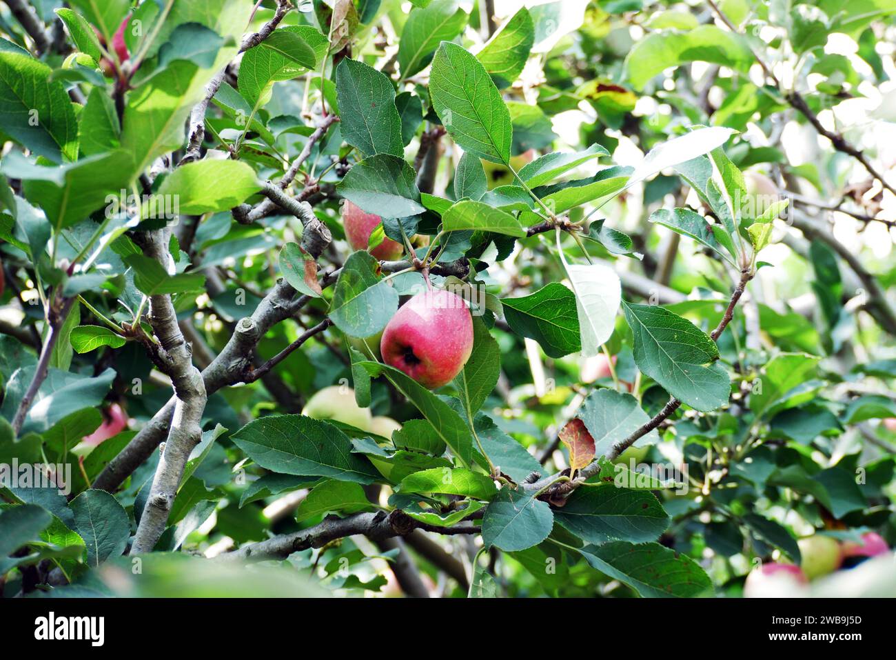 Malang Indonesia organic apples hanging on a tree branch in an apple ...
