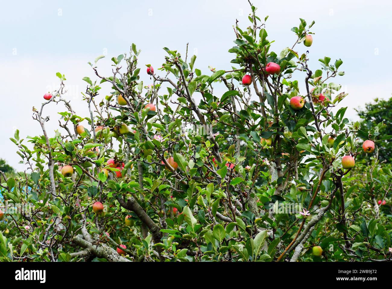 Malang Indonesia organic apples hanging on a tree branch in an apple ...