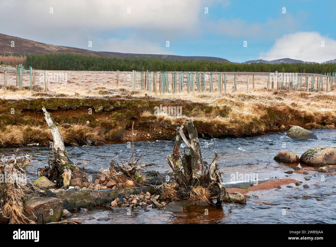 Balmoral Estates in winter River Muick rewilding the river with ...