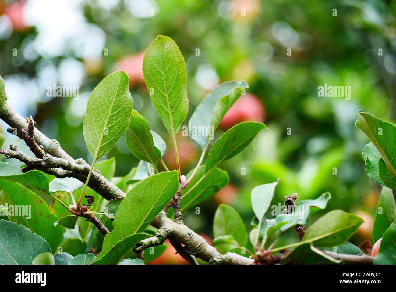 Malang Indonesia organic apples hanging on a tree branch in an apple ...