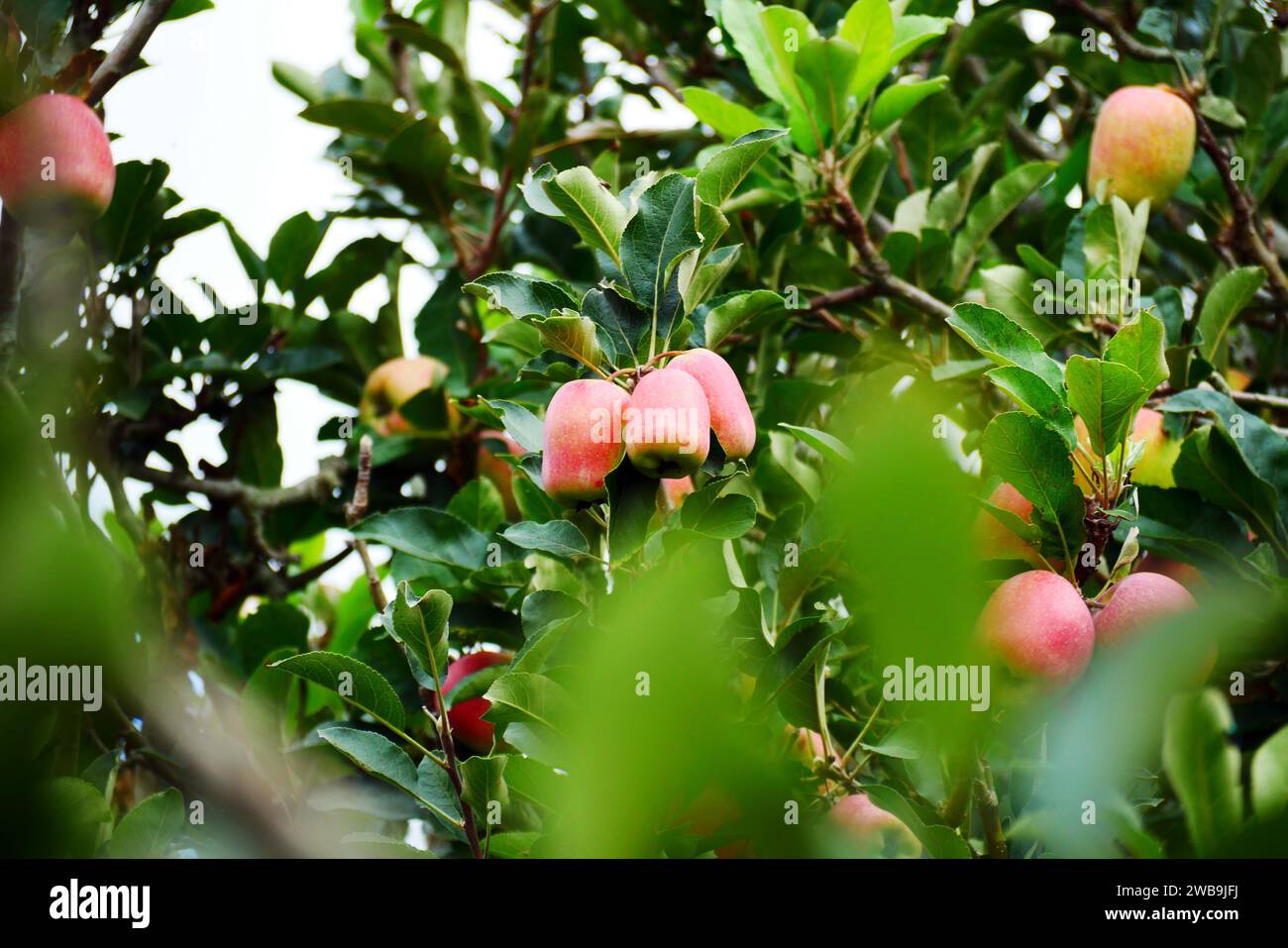 Malang Indonesia organic apples hanging on a tree branch in an apple ...